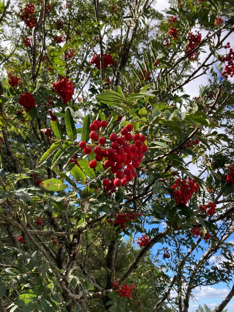Cet automne, participez au suivi de la fructification des arbres ...