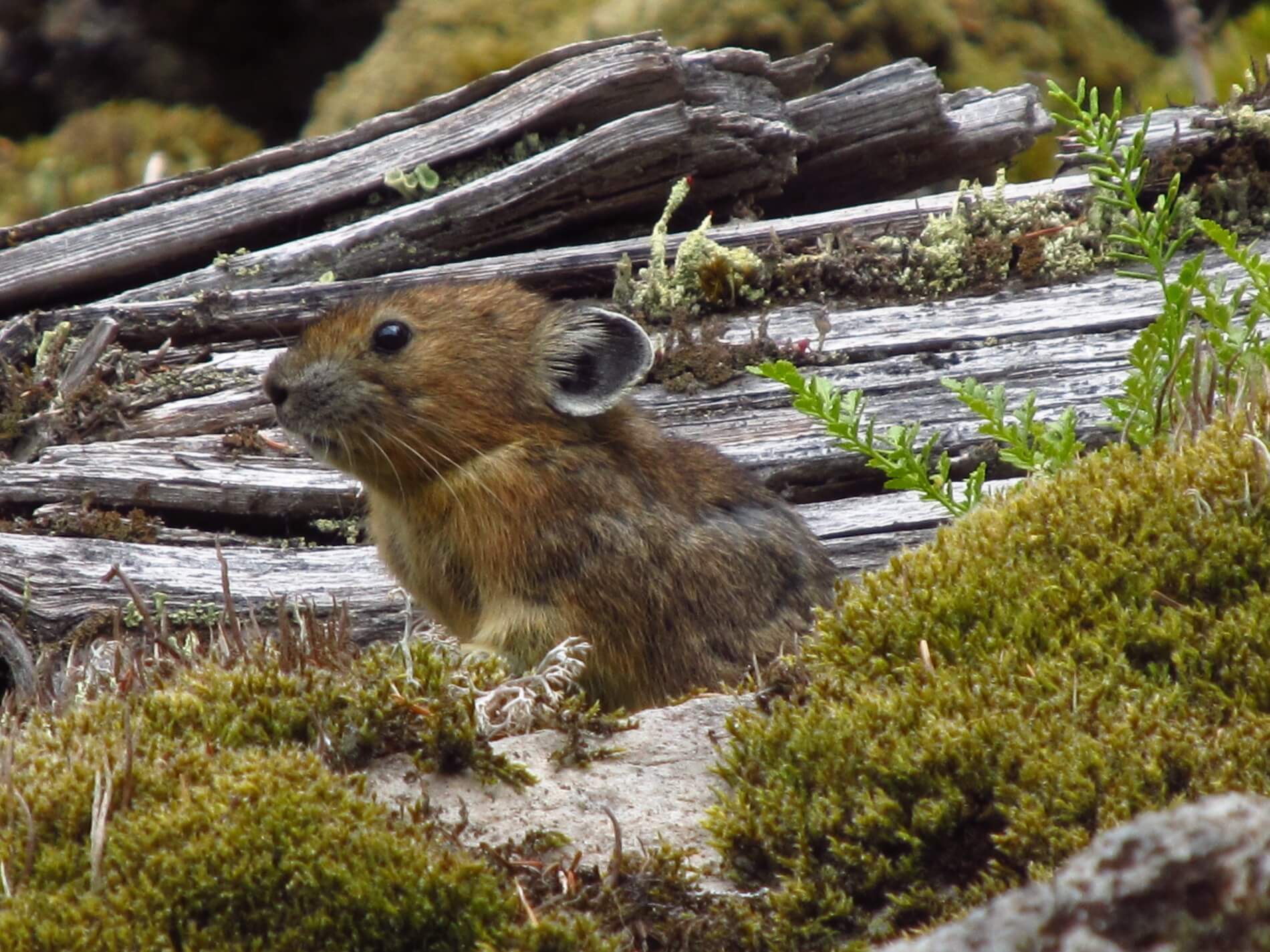 Sciences participatives pour le suivi des pikas